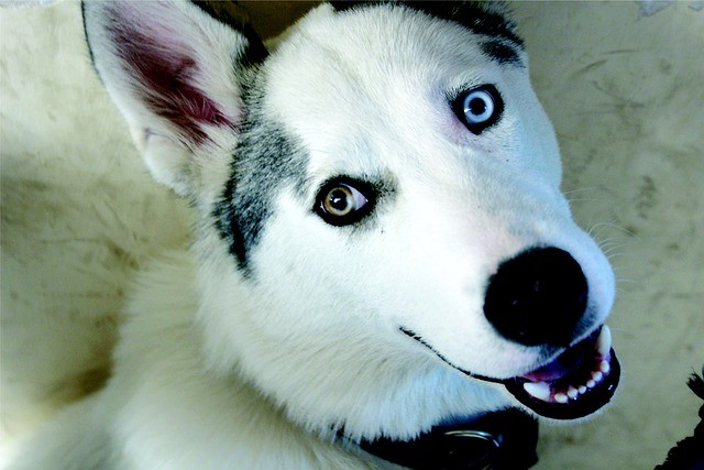 Siberian Dog Guards Pregnant Canine Friend in biting cold | Vicki Wong ...