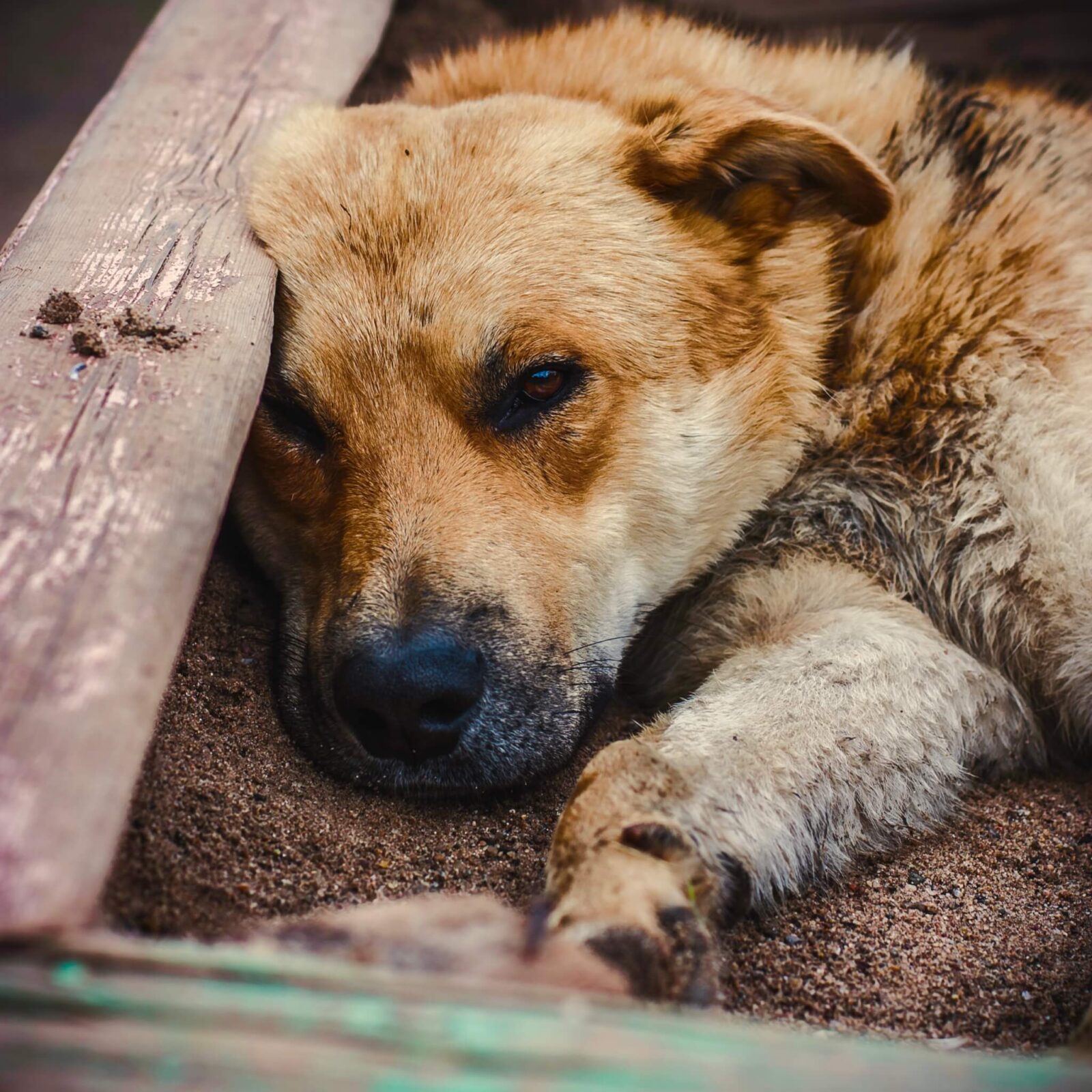 In Memory: The Animals Lost After the Fukushima Nuclear Disaster ...