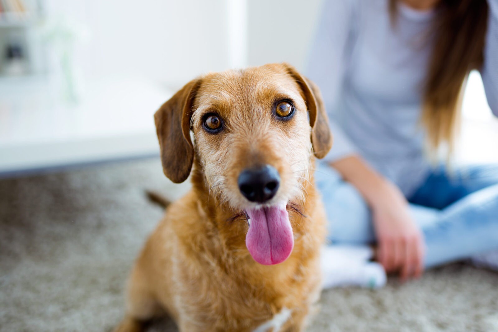 The Surprising (even shocking) Mindset of Our (Hachi) Dogs | Vicki Wong ...