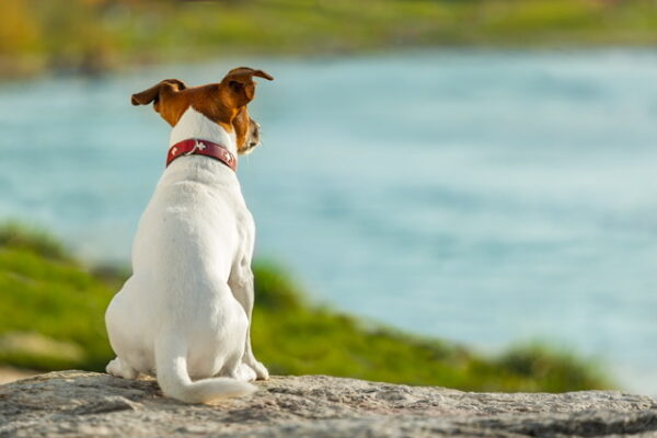 Ten Commandments from a Dog's Perspective | Vicki Wong and Hachi