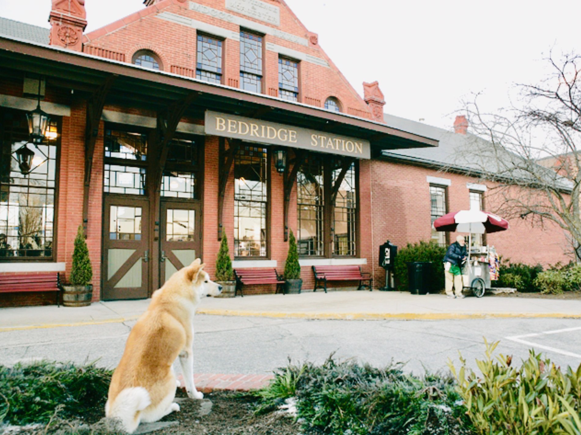 “Hachi Grieves the Professor’s Death” - Hachi Snapshot #11: The Truth ...