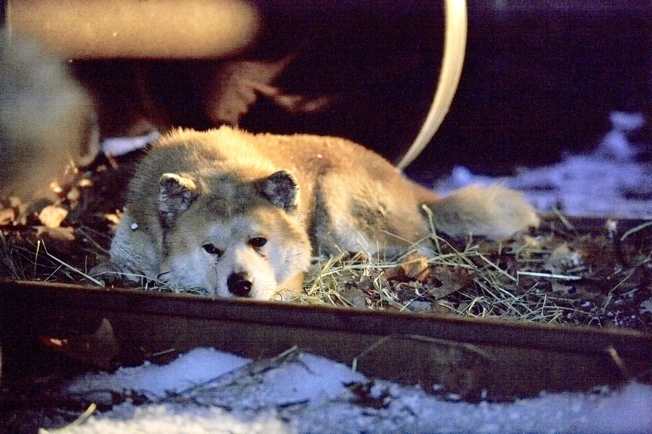 “Hachi’s Cause of Death Revealed” — Hachi Snapshot #16: The Truth ...