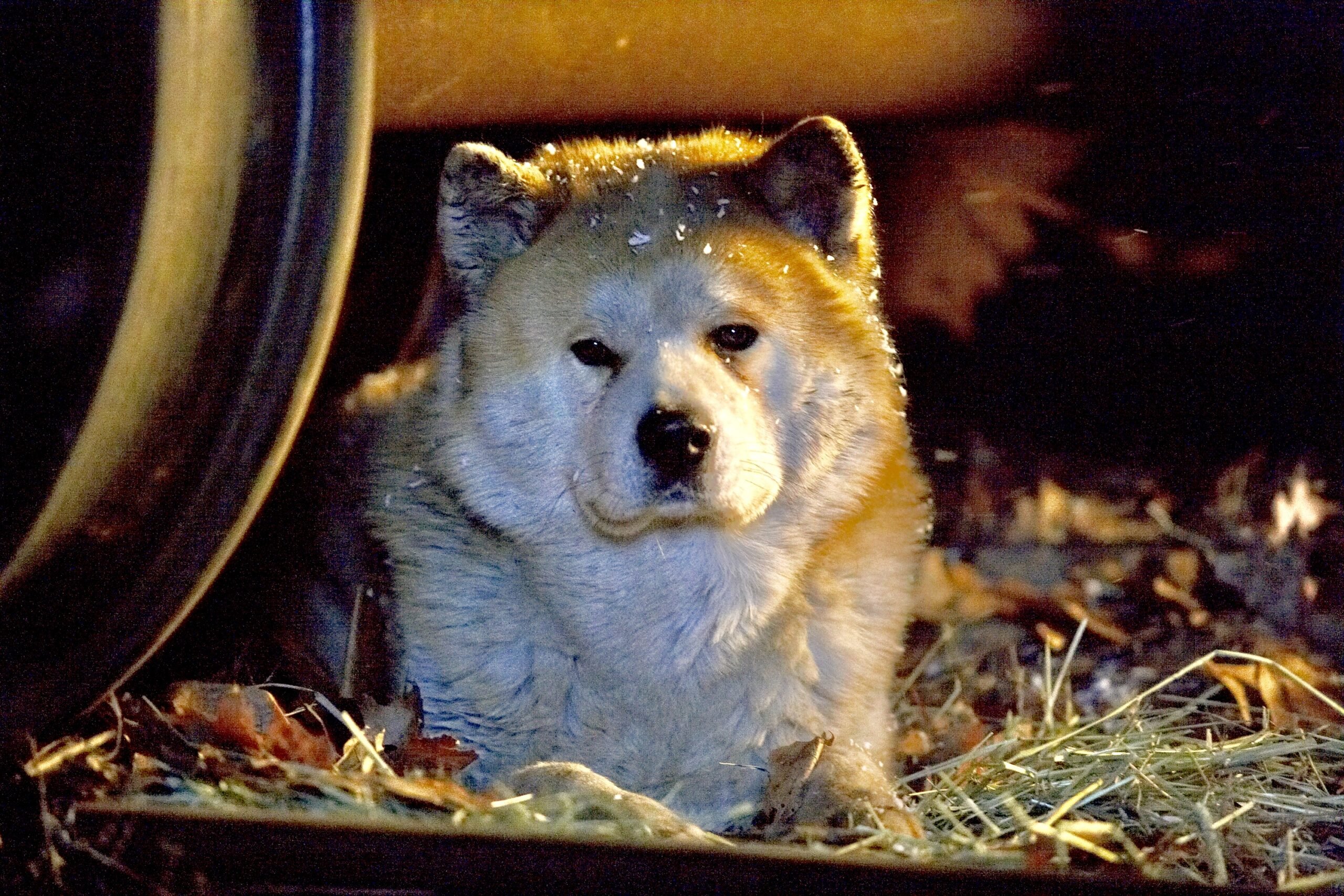 “The Second Farewell of Hachi-kō”— Hachi Snapshot #21: The Truth Behind ...