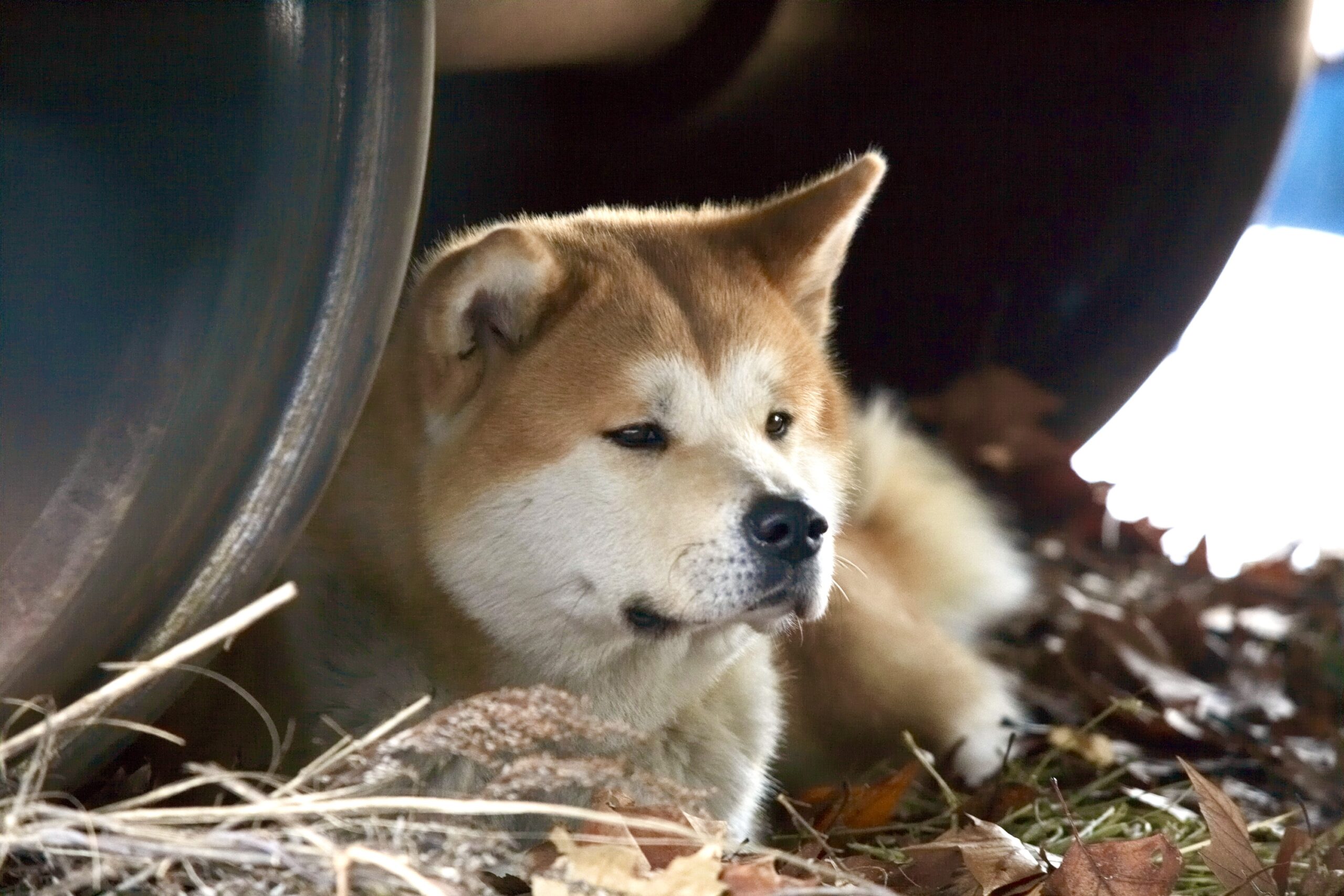 “Hachi Needs a Home” - Hachi Snapshot #12: The Truth Behind the Myths ...